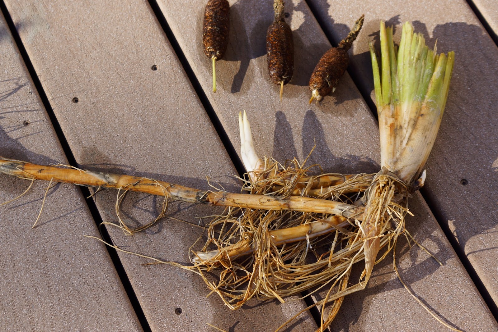 VeggiePharm: Cattail Magic